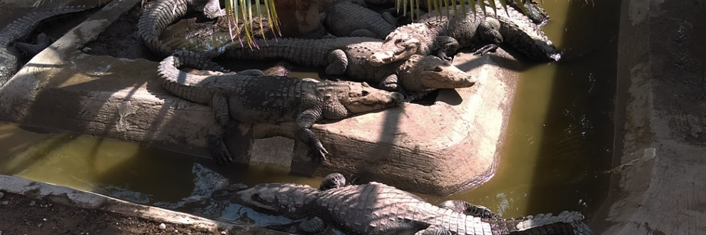 Cocodrilario de Tecomán