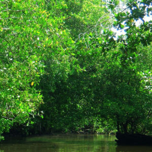 Manglares Costa Esmeralda - Destinos México