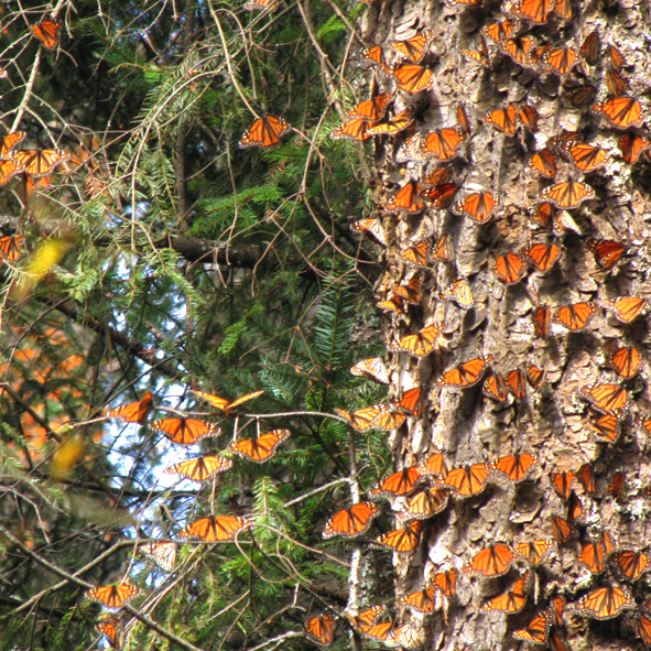Maravillas Naturales en Michoacán - Destinos México
