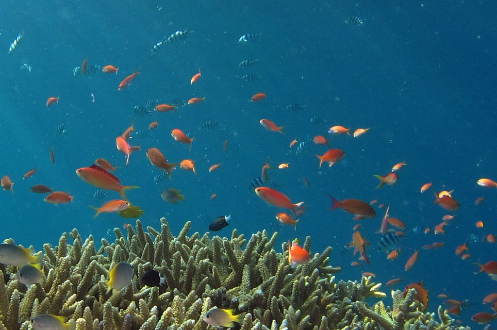 Buceo en Manzanillo - Destinos México